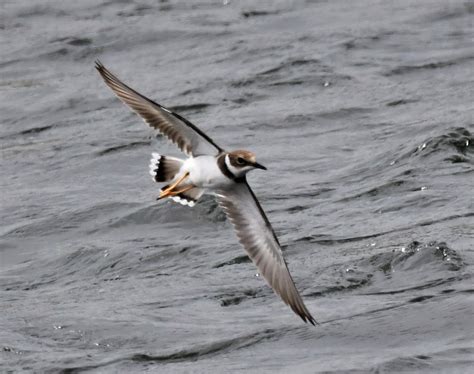 イカルチドリ 2021 09 30 日本の野鳥識別図鑑