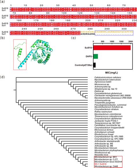 The Novel Sul918 From Sd 1 Has A Unique C Terminal A B And Confers
