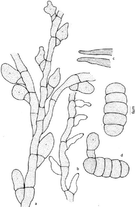 Meliola Silentvalleyensis A Appressoriate Mycelium B Phialides