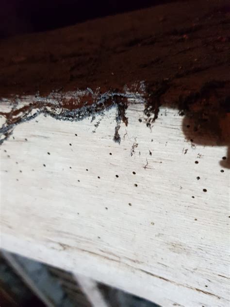 Woodworm Removal Control And Treatment In Stoke On Trent Staffordshire