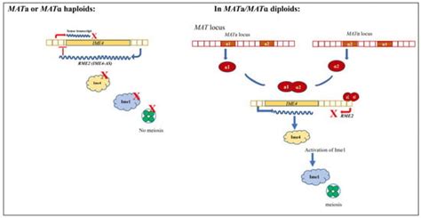 Ncrna Free Full Text Rna Mediated Regulation Of Meiosis In Budding