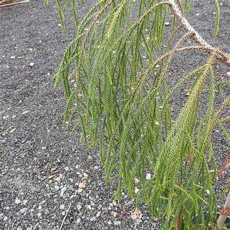 Dacrydium Cupressinum Rimu New Zealand Conifer