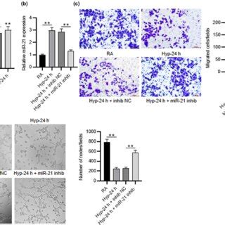 Inhibition Of MiR 21 Improves The Angiogenic Activity Of PMVECs A