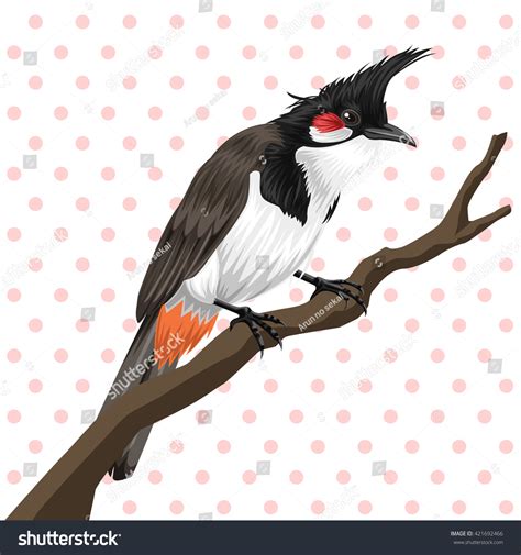 Red Whiskered Bulbul Royalty Free Stock Vector 421692466
