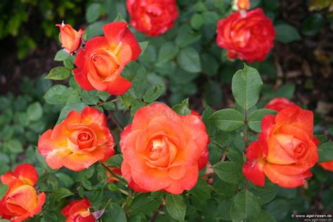 Buy Pigalle ® – Floribunda Rose – AGEL ROSEN