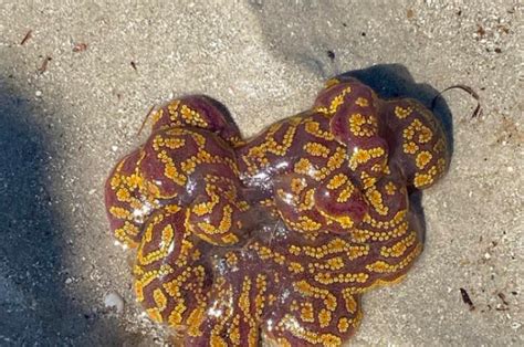 В Австралии нашли существо похожее на инопланетное Аргументы и факты Дзен