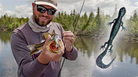 Bass Fishing Soft Plastic Lizards Late Spring Tactics