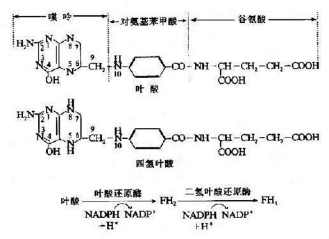 个别氨基酸代谢《生物化学与分子生物学》在线阅读【中医宝典】