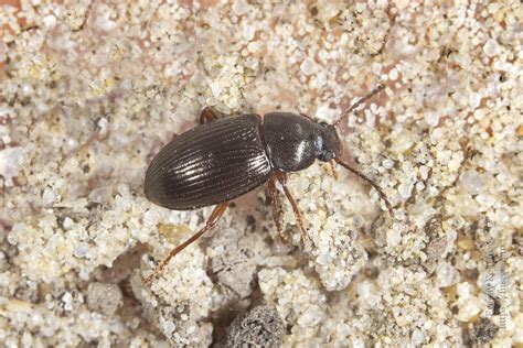 Photo Nalassus Sareptanus