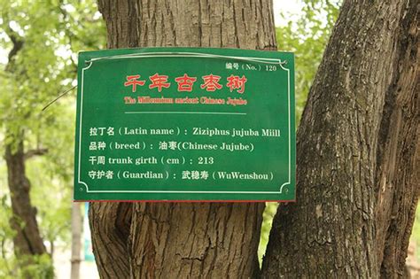 棗戀迷戀千年棗樹林 每日頭條