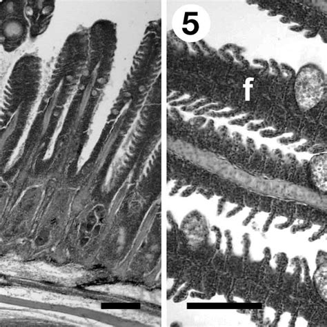 Schematic Drawings Of Spores Of Myxobolus Spp Infecting Barbels A