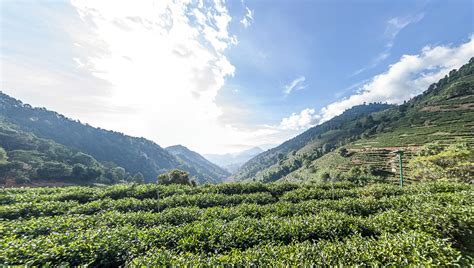 小青树有机茶叶基地云南滇红集团股份有限公司