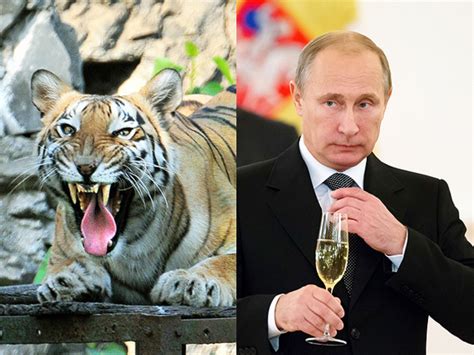 Vladimir Putins Tiger Kills 15 Goats In Northeast China The Economic