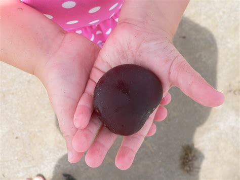 Journals Of An Amateur Naturalist Beach Notebook