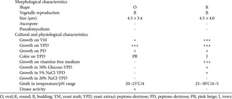 Morphological And Cultural Characteristics Of The Newly Reported Yeast