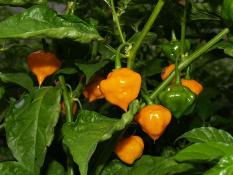 Острый перец Petenero