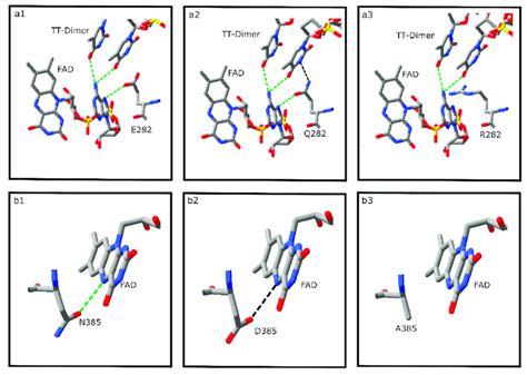 Analysis Using Swiss Pdb Viewer Of Interactions Of Natural Or