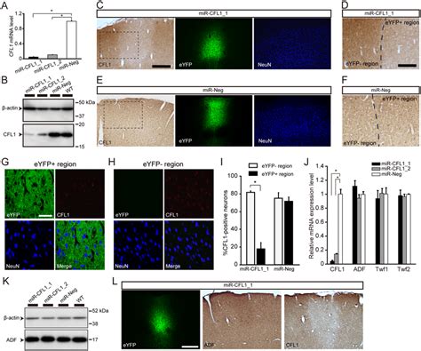 Efficiency And Specificity Of Cfl1 Kd Through Mir Cfl1 A Cfl1 Mrna