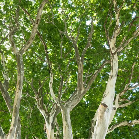 Leopard Tree Caesalpinia Ferrea Plants Buy Now At Ladybird Nursery