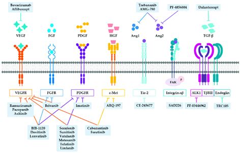 Main Target Signaling Pathways Of Antiangiogenics Vegf Was The First