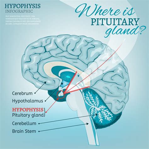 La Glándula Pituitaria Ilustración Del Vector Ilustración De Diagrama