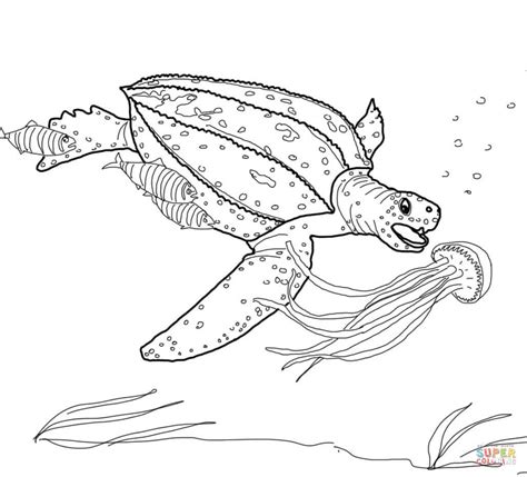Imagem De Tartaruga Marinha Para Colorir