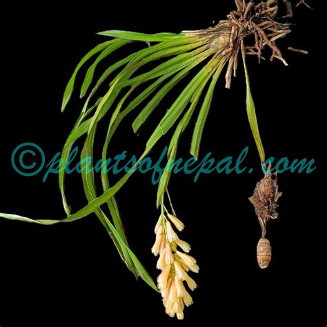 Cymbidium Elegans Lindl Plants Of Nepal