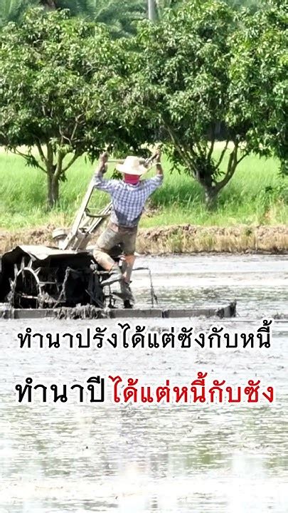 ทำนาปี 🌾 ชาวนา นาดีดีดอทคอม ชาวสวน เกษตรกร ปุ๋ย ปุ๋ยคนละครึ่ง
