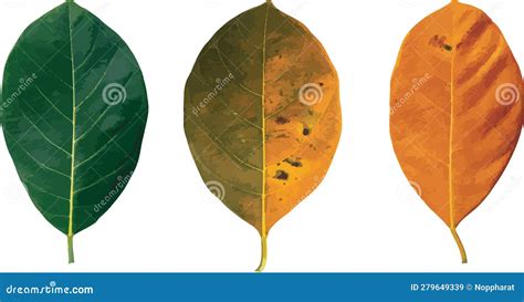 Jackfruit Leaves On White Background Stock Illustration Illustration