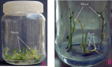 A Multiplication Of Shoots Raised From Callus Obtained From Axillary