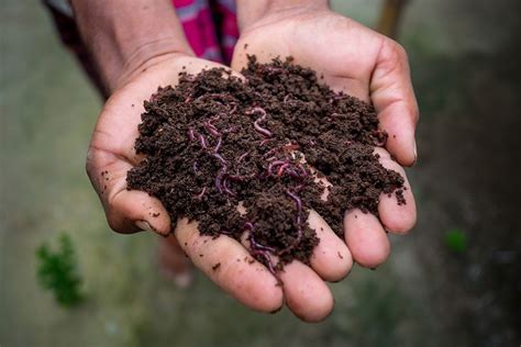 Vermicomposting A Beginners Guide