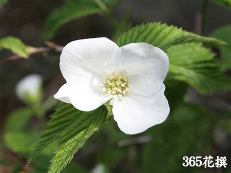 シロヤマブキ白山吹園芸植物小百科育て方花の写真