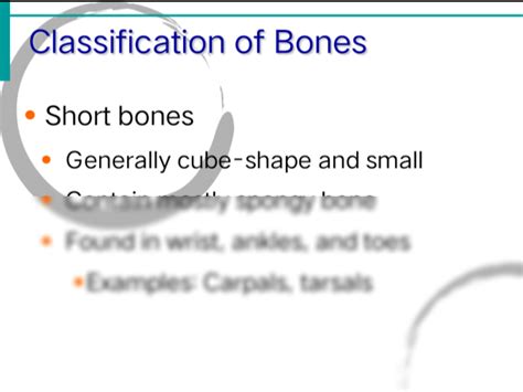 Solution Anaphy Bone Classification Chem Composition Studypool