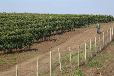 Обществено обсъждане на промени в Националната програма за подпомагане на лозаро винарския сектор
