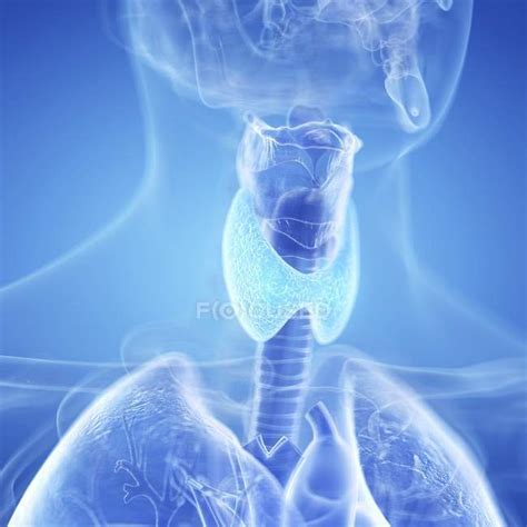 Digital Illustration Of Thyroid Gland In Human Throat Silhouette