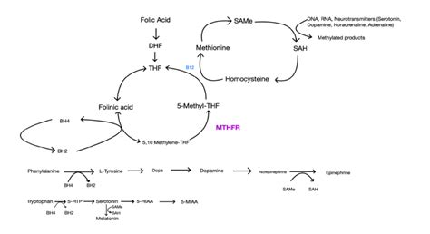 Neurotransmitter Synthesis