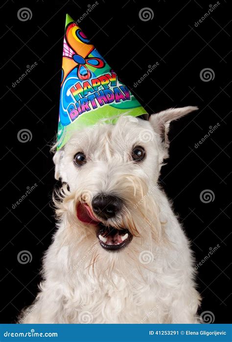 Birthday Schnauzer Stock Image Image Of Indoors Purebred 41253291