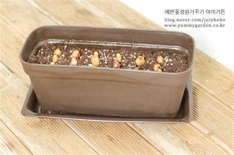 쪽파종구 화분에 쪽파심기 키우는법 네이버 블로그