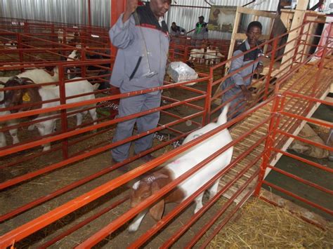 Pretoria Boer Goat Auction The Goat Spot Forum
