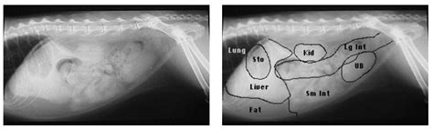 Normal Cat Radiograph