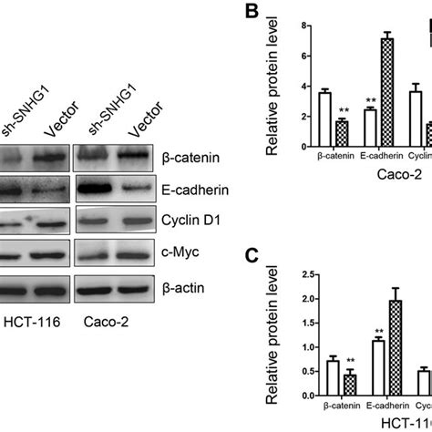 Transwell ® Assays Of The Migration And Invasion In Caco 2 And Hct 116