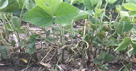 Soybean Gall Midge Larvae Detected In South Dakota Soybean