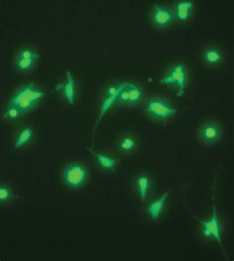 Analysis Of Rcp Sponges With Cultured Bmscs Panel A Shows A