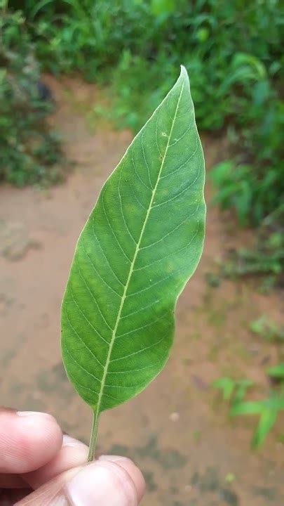 නික කොලය 🏜️ Youtube