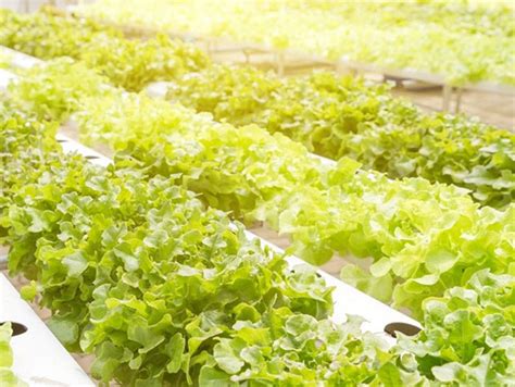 Grow Lights For Lettuce Growing Lettuce Indoors Under With Led Grow
