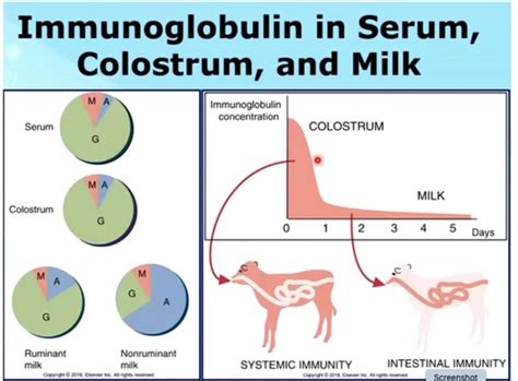 Immunology Neonatal Immunity Flashcards Quizlet