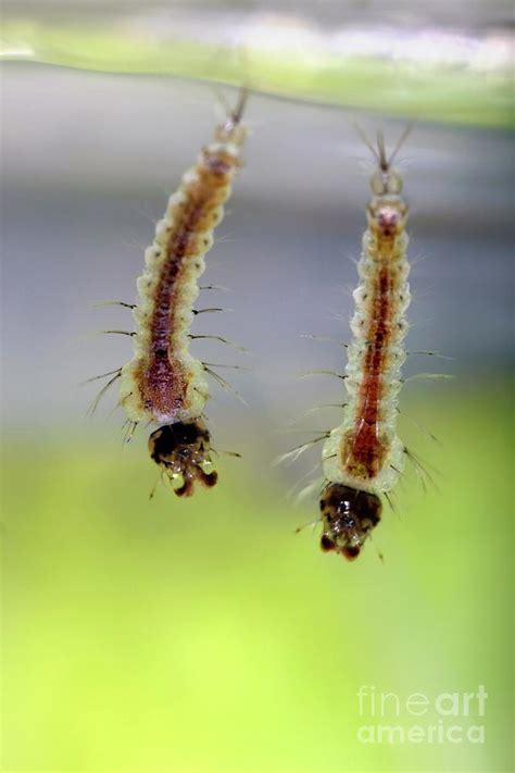 Anopheles Gambiae Mosquito Larvae Photograph By Irdvectopole Sud