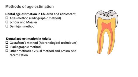 Msciii Forensic Anthropology Age Estimation Using Dentition Pptx