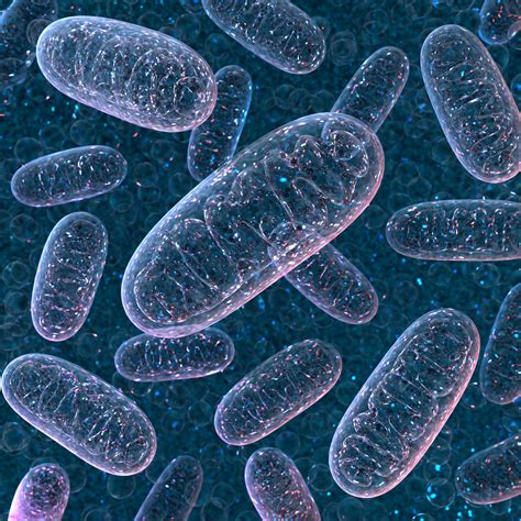 Mitochondria Pictures