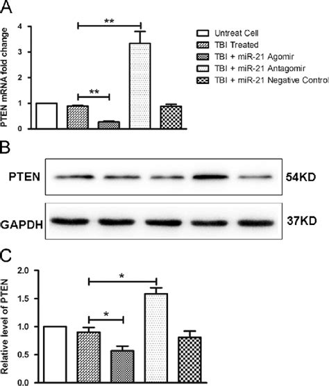 The Expression Level Of Pten Mrna And Protein In Cortical Neurons In